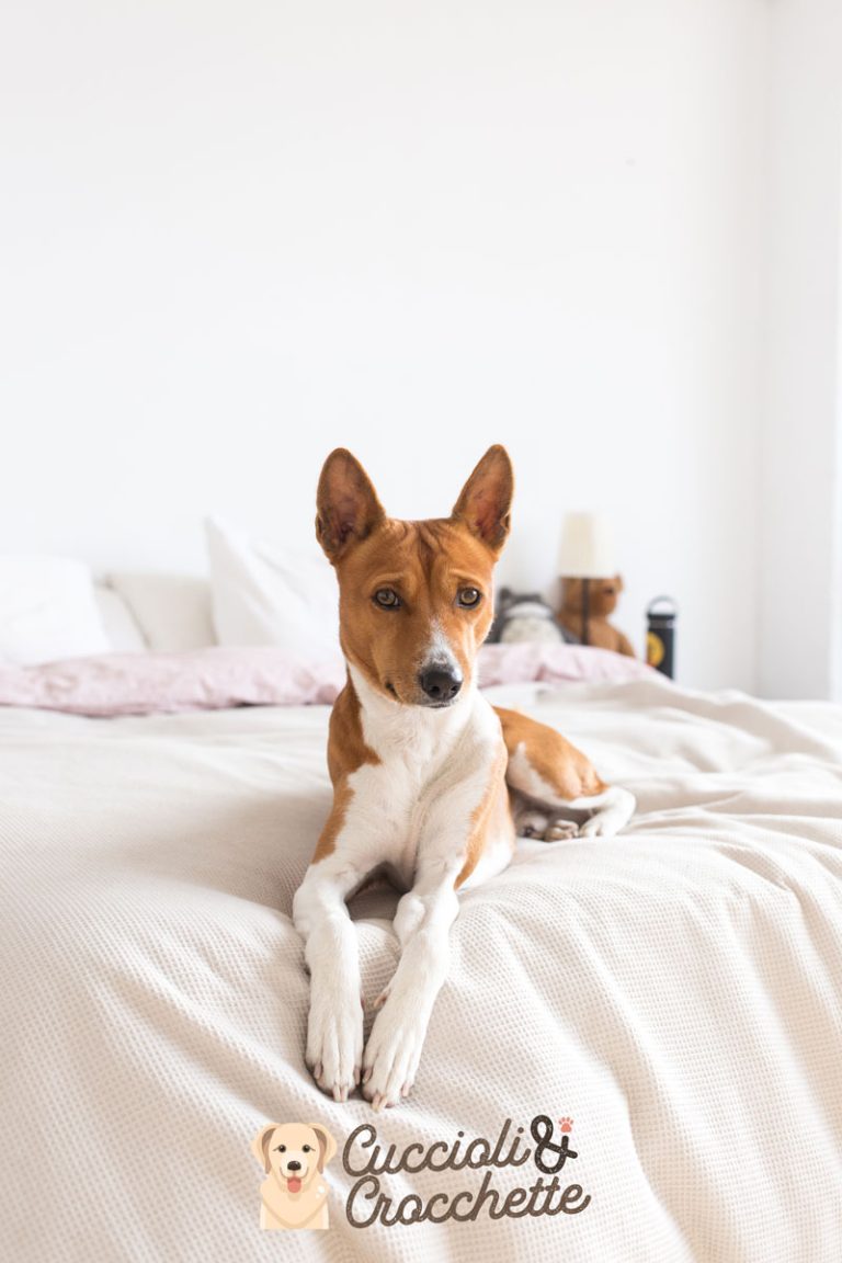 9 Razze di cani che non perdono pelo o poco | Cuccioli e Crocchette