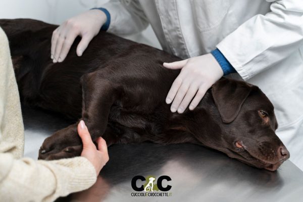 Leishmaniosi nel cane: guida completa per la prevenzione e il ...